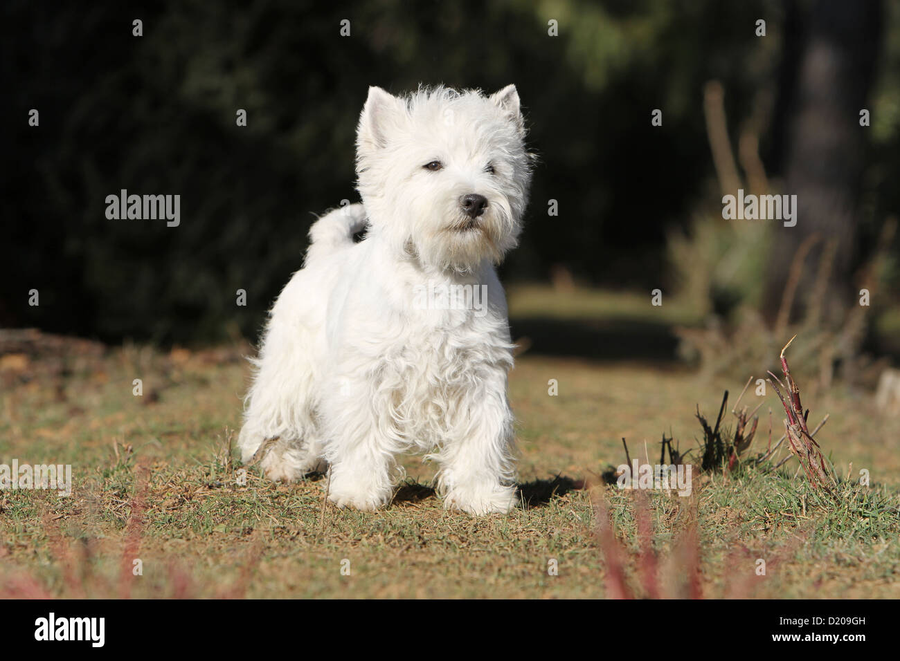 Dog West Highland White Terrier / Westie adult standing Stock Photo - Alamy