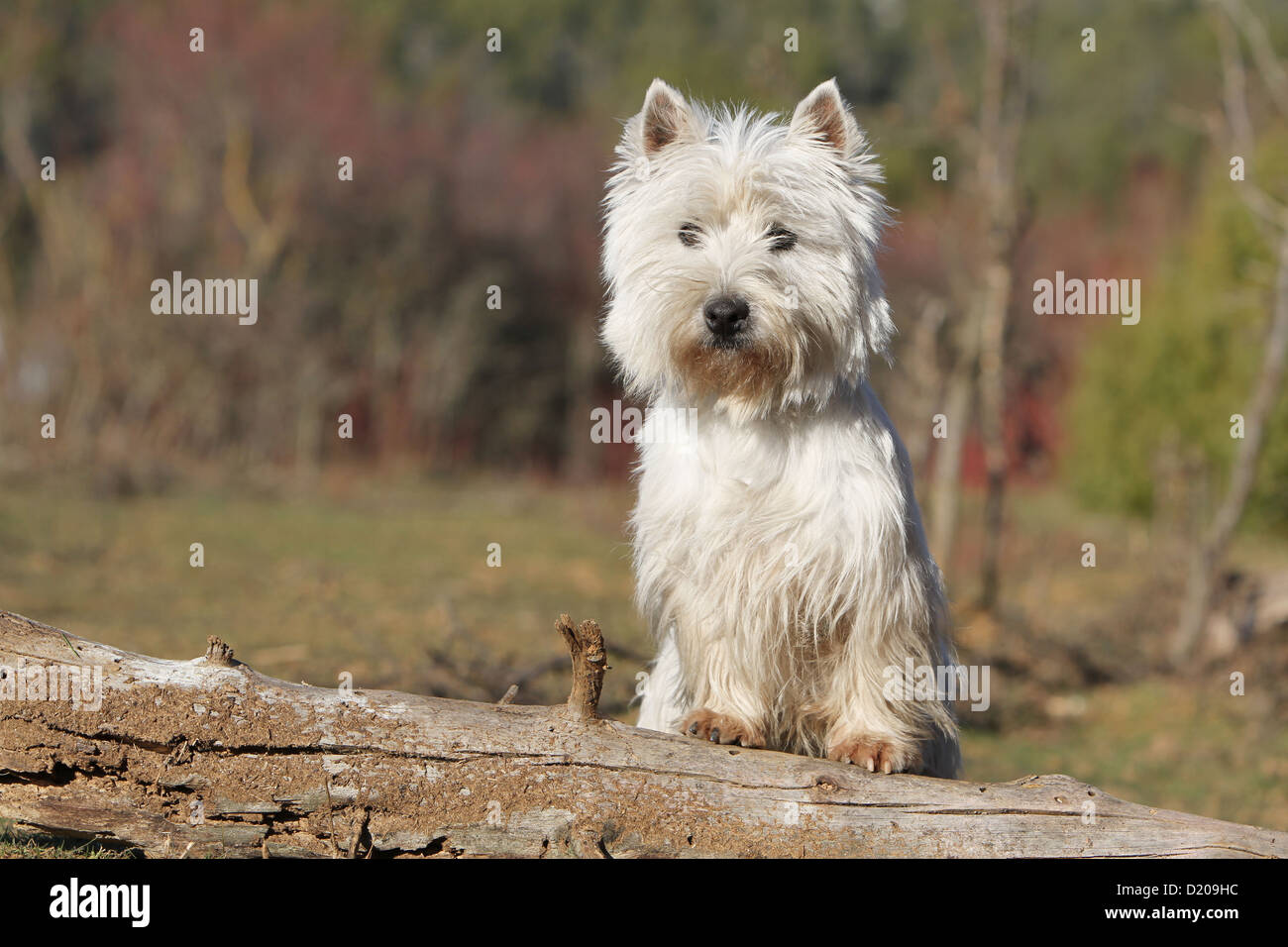 Dog West Highland White Terrier / Westie adult standing in a wood Stock ...