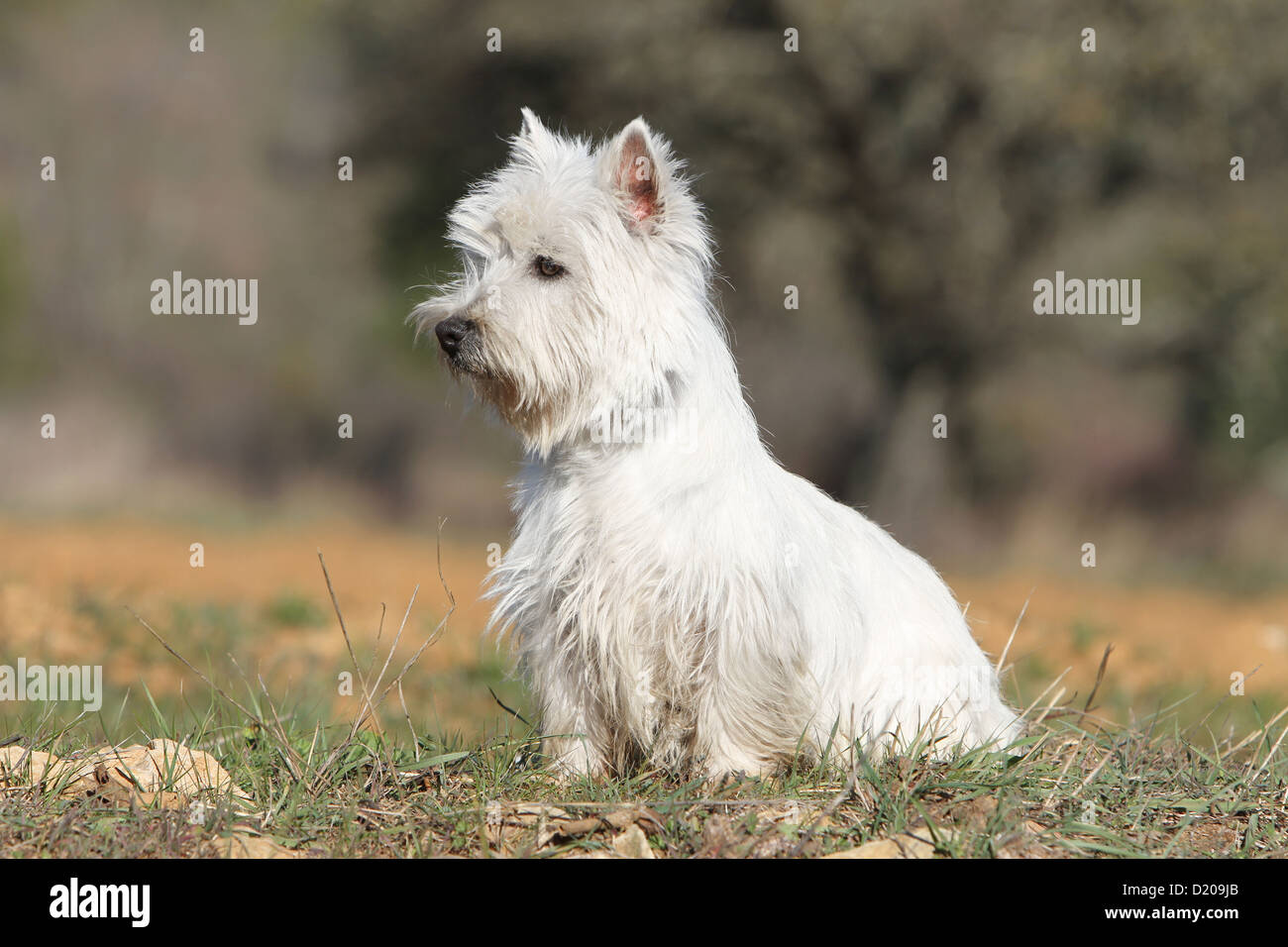 Dog West Highland White Terrier / Westie adult sitting profile Stock ...