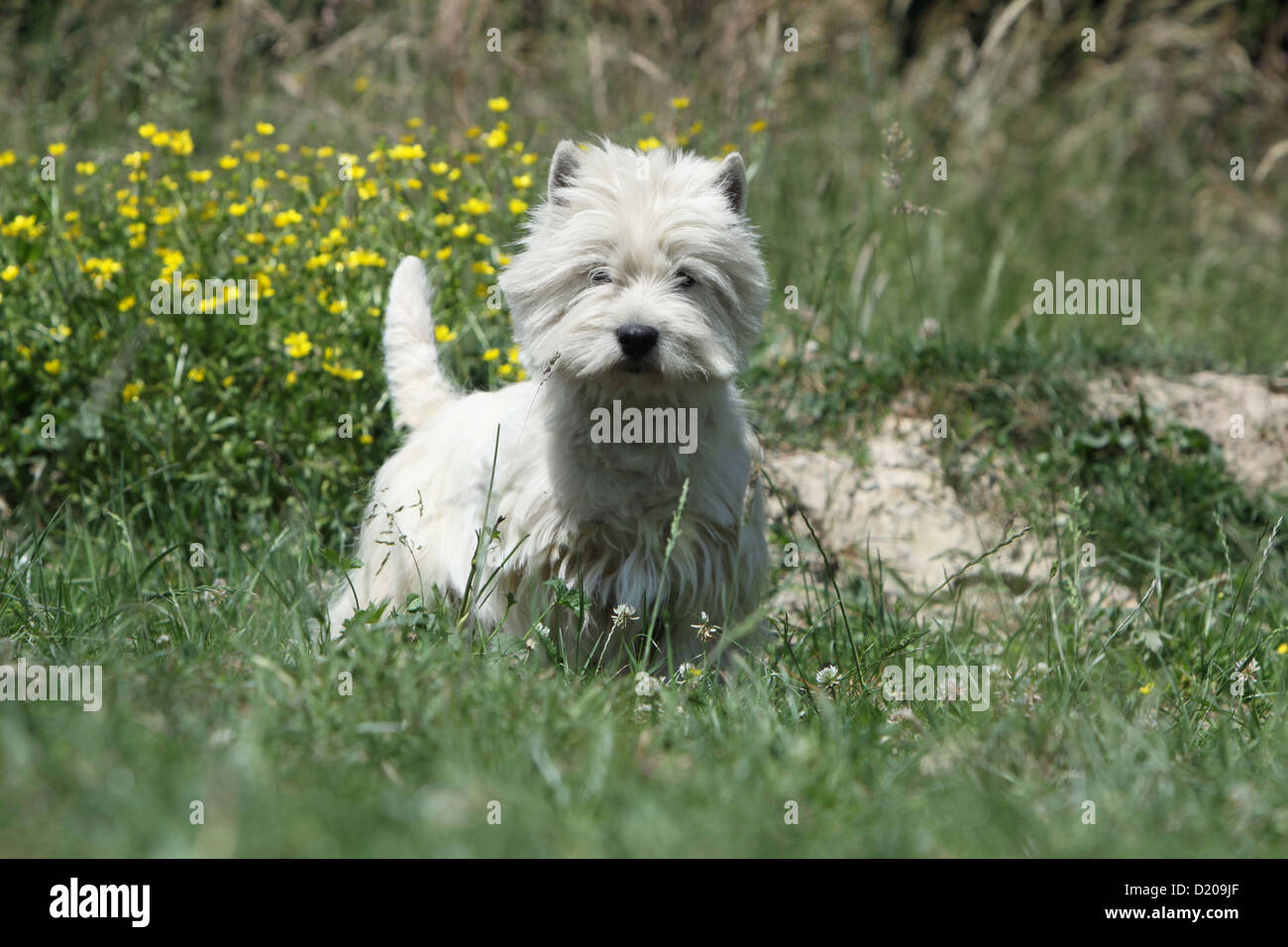 Dog West Highland White Terrier / Westie adult standing in a meadow ...