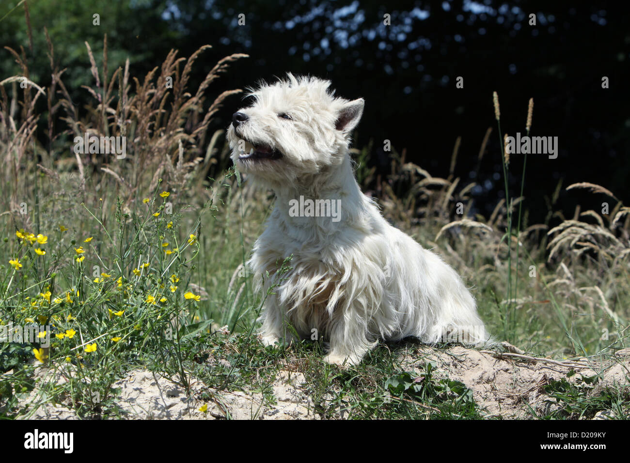 West highland terrier adult sitting hi-res stock photography and images ...