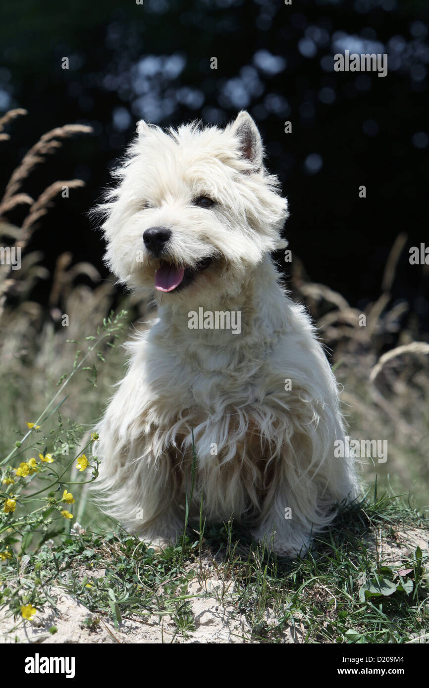 Dog West Highland White Terrier / Westie adult sitting Stock Photo - Alamy