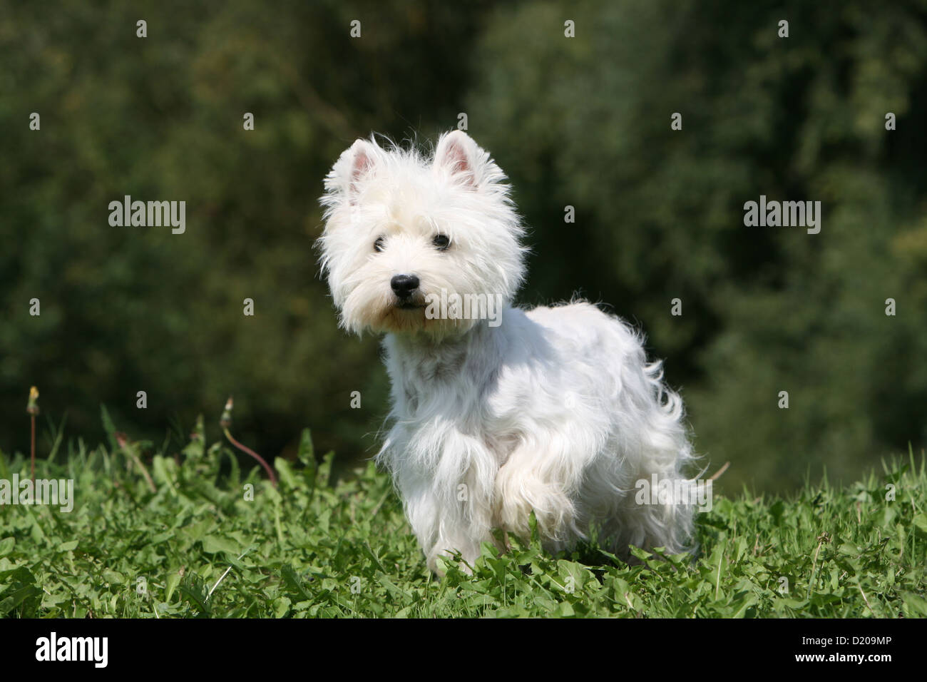 Dog West Highland White Terrier / Westie adult standing paw raised ...