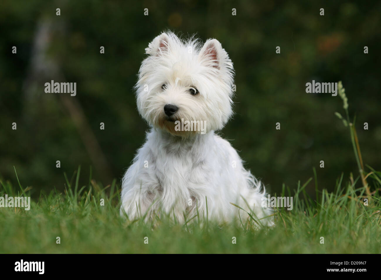 Westie in the grass hi-res stock photography and images - Alamy