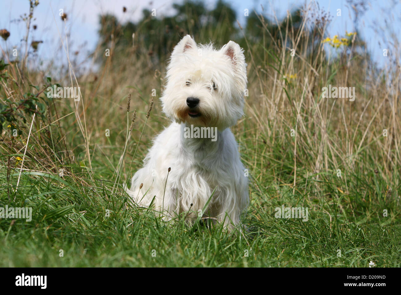 Westie in the grass hi-res stock photography and images - Alamy
