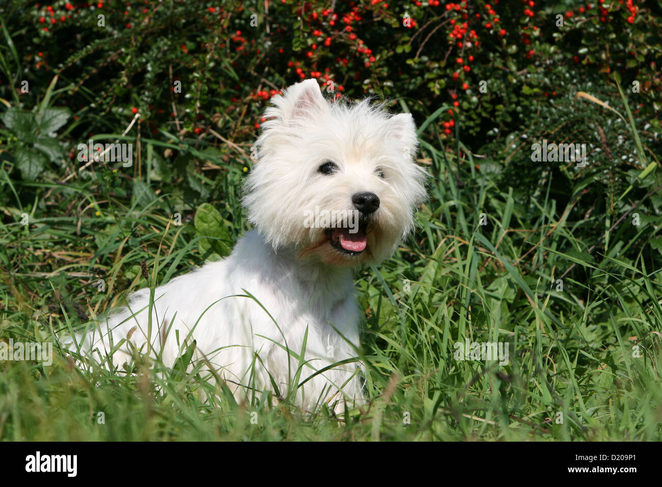 Westie in the grass hi-res stock photography and images - Alamy