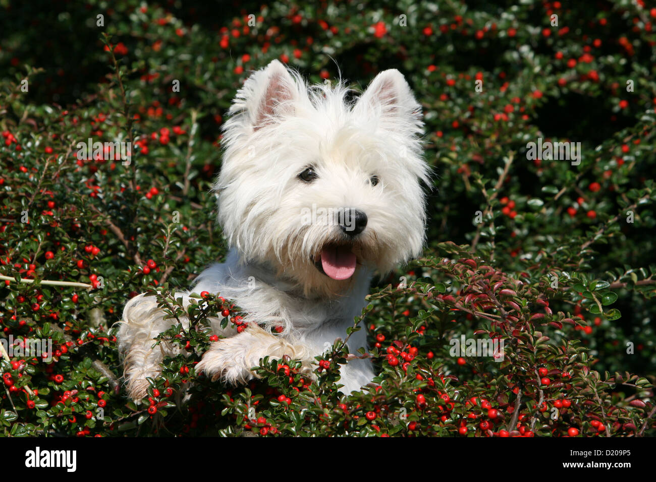 Dog West Highland White Terrier / Westie adult lying down Stock Photo ...