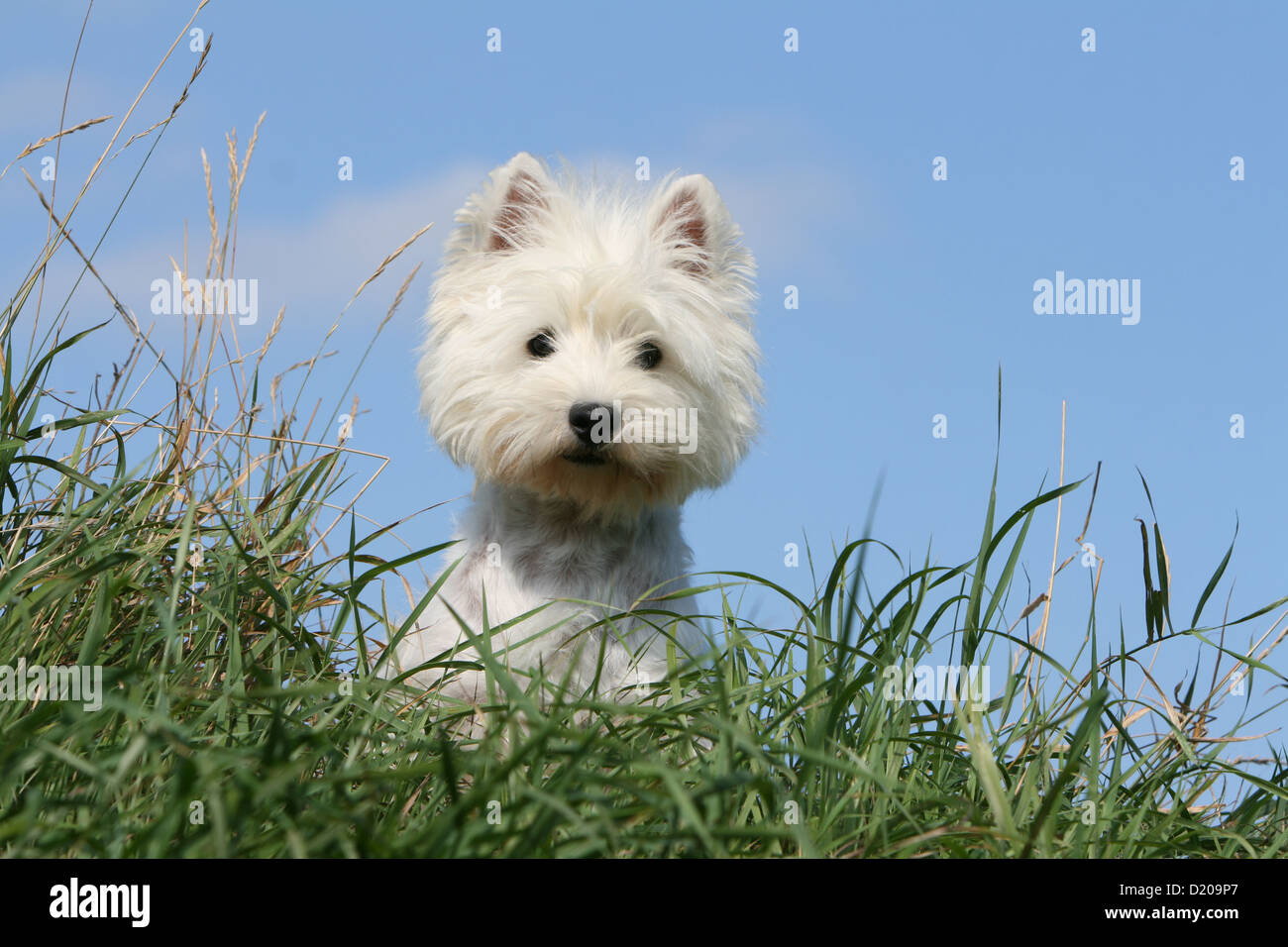 Dog West Highland White Terrier / Westie adult sitting Stock Photo - Alamy
