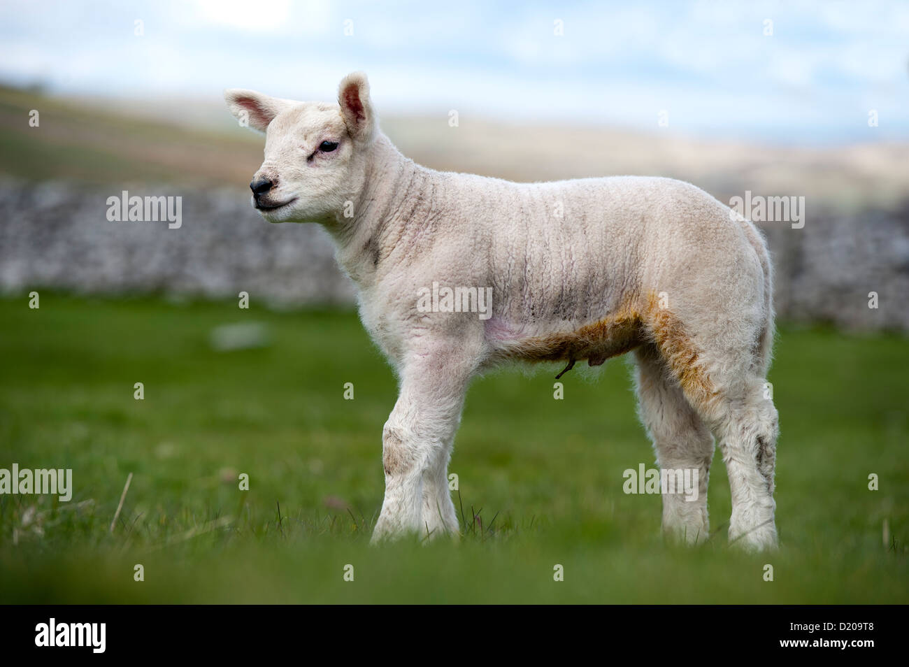 Young Texel pedigree tup lamb in pasture. Navel yellow from being ...