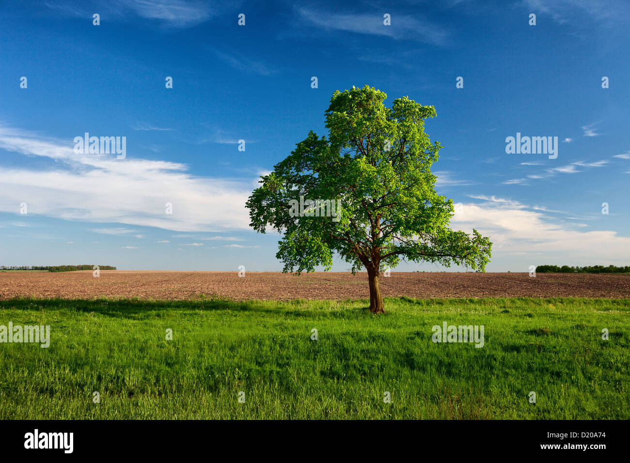 Lonely one tree on the edge of the arable land Stock Photo - Alamy
