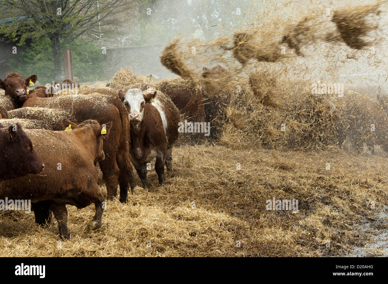 Beef cattle in a finishing lot get chopped straw for bedding Stock ...