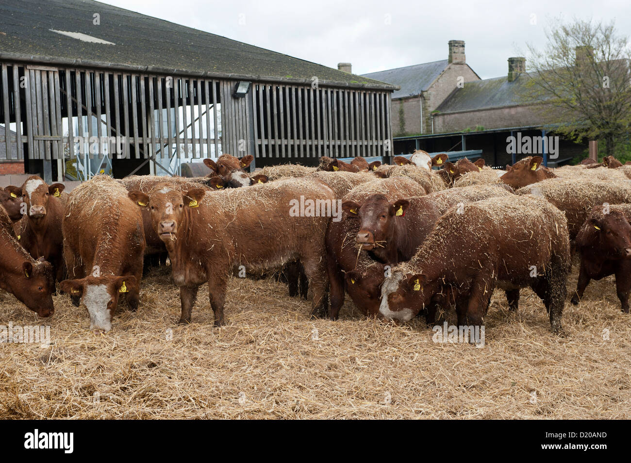 Beef cattle in a finishing lot eating chopped straw Stock Photo - Alamy