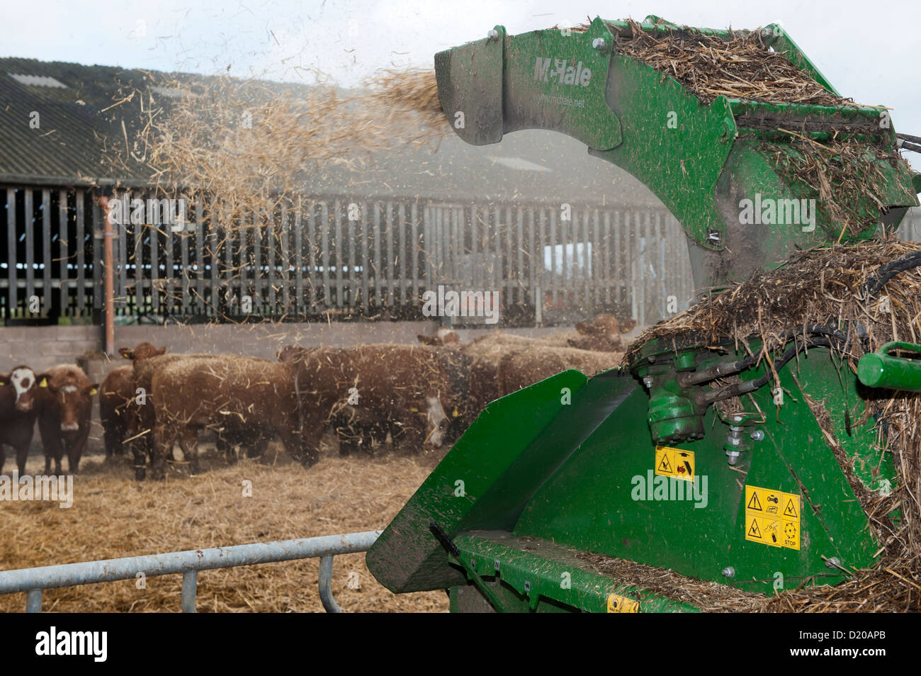 Blowing chopped straw for bedding in a beef finishing lot Stock Photo ...