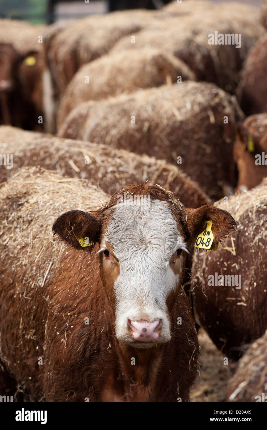 Beef cattle in finishing lot hi-res stock photography and images - Alamy