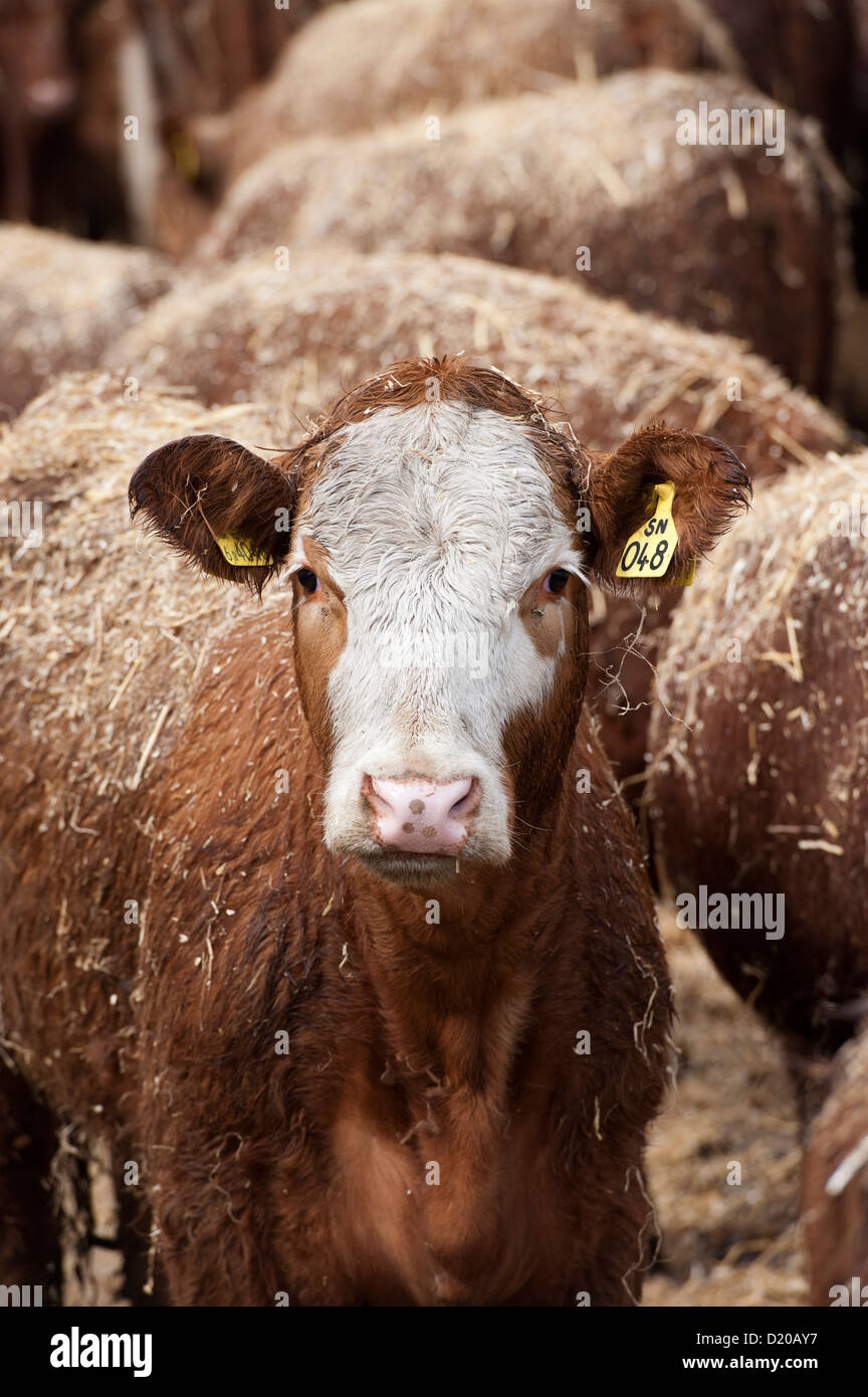 Beef cattle in a finishing lot eating chopped straw which has just been ...