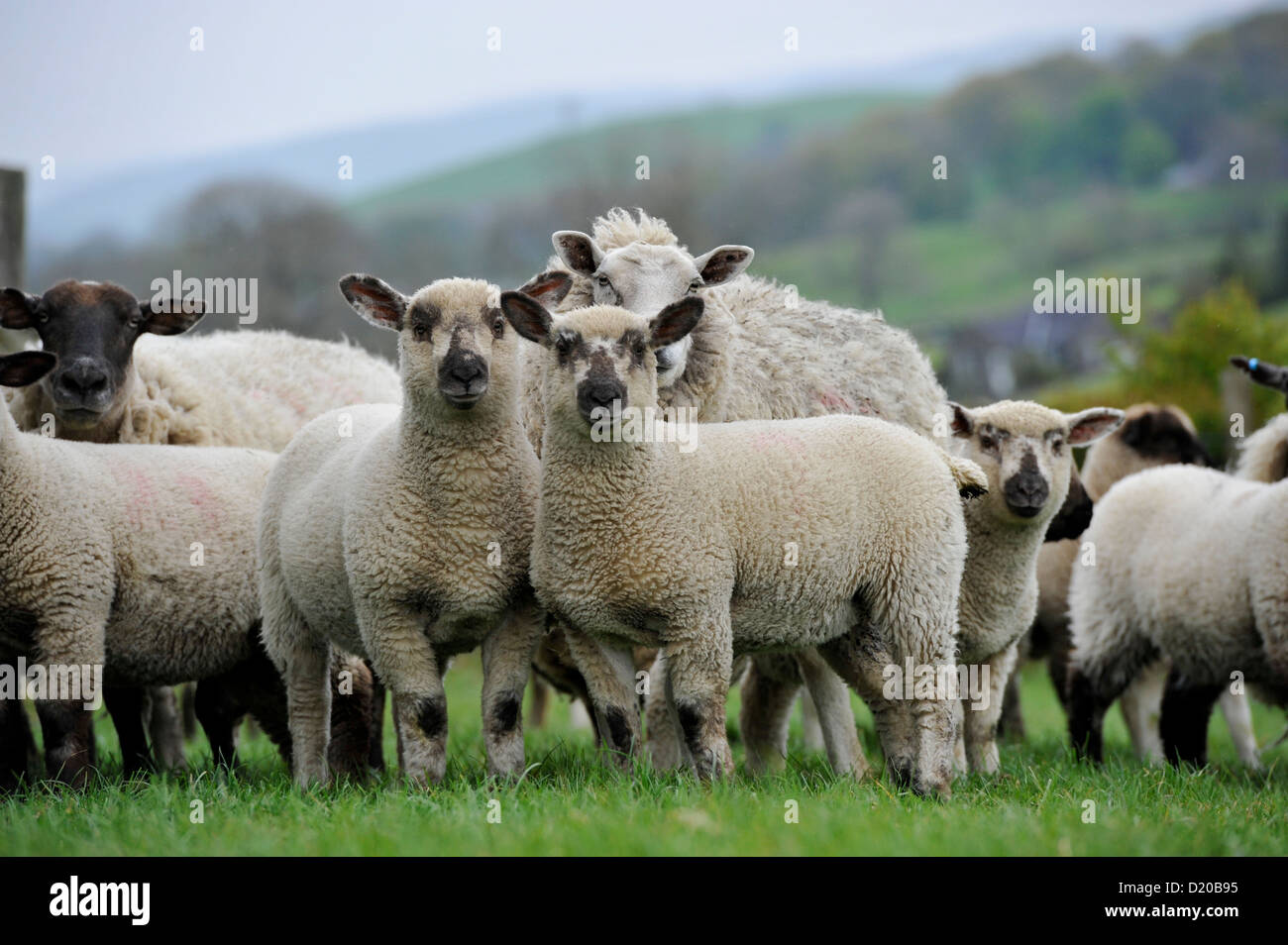 Ram ewe animal livestock farm field hi-res stock photography and images ...