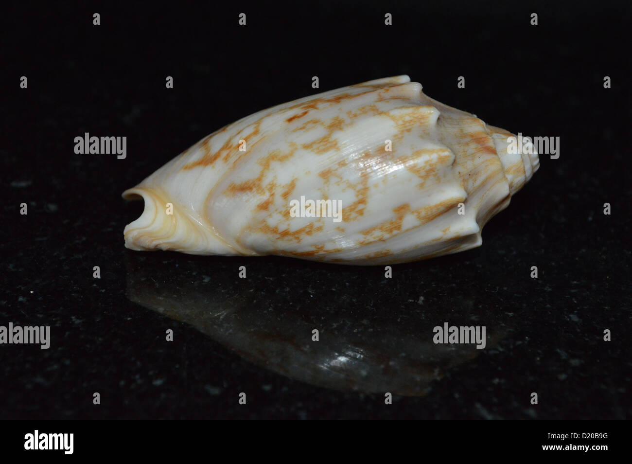 White conch shell lying on black granite Stock Photo - Alamy
