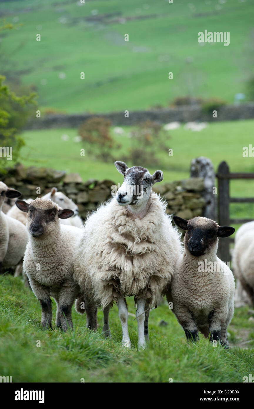 Crossbred sheep with lambs sired by Hampshire Down ram, grazing in ...