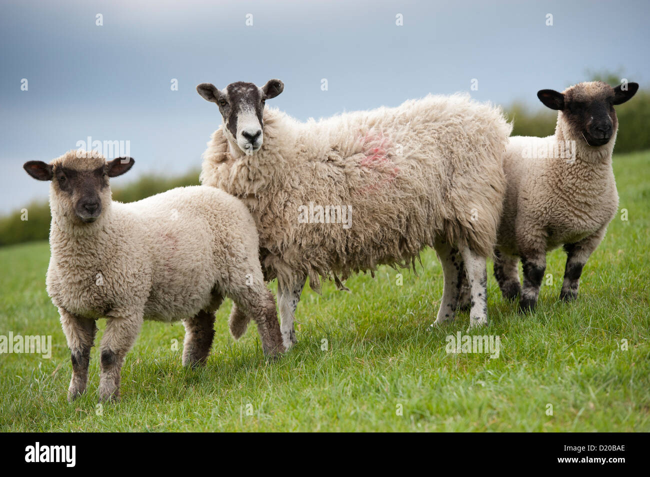 Mule sheep with tein lambs sired by Hampshire Down ram, grazing in ...