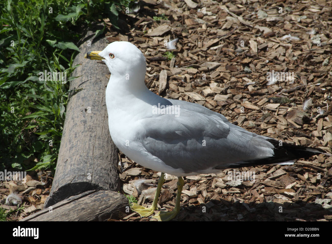 Ring-Billed Gull, on a path way, near shore, of a pond. They have a ...