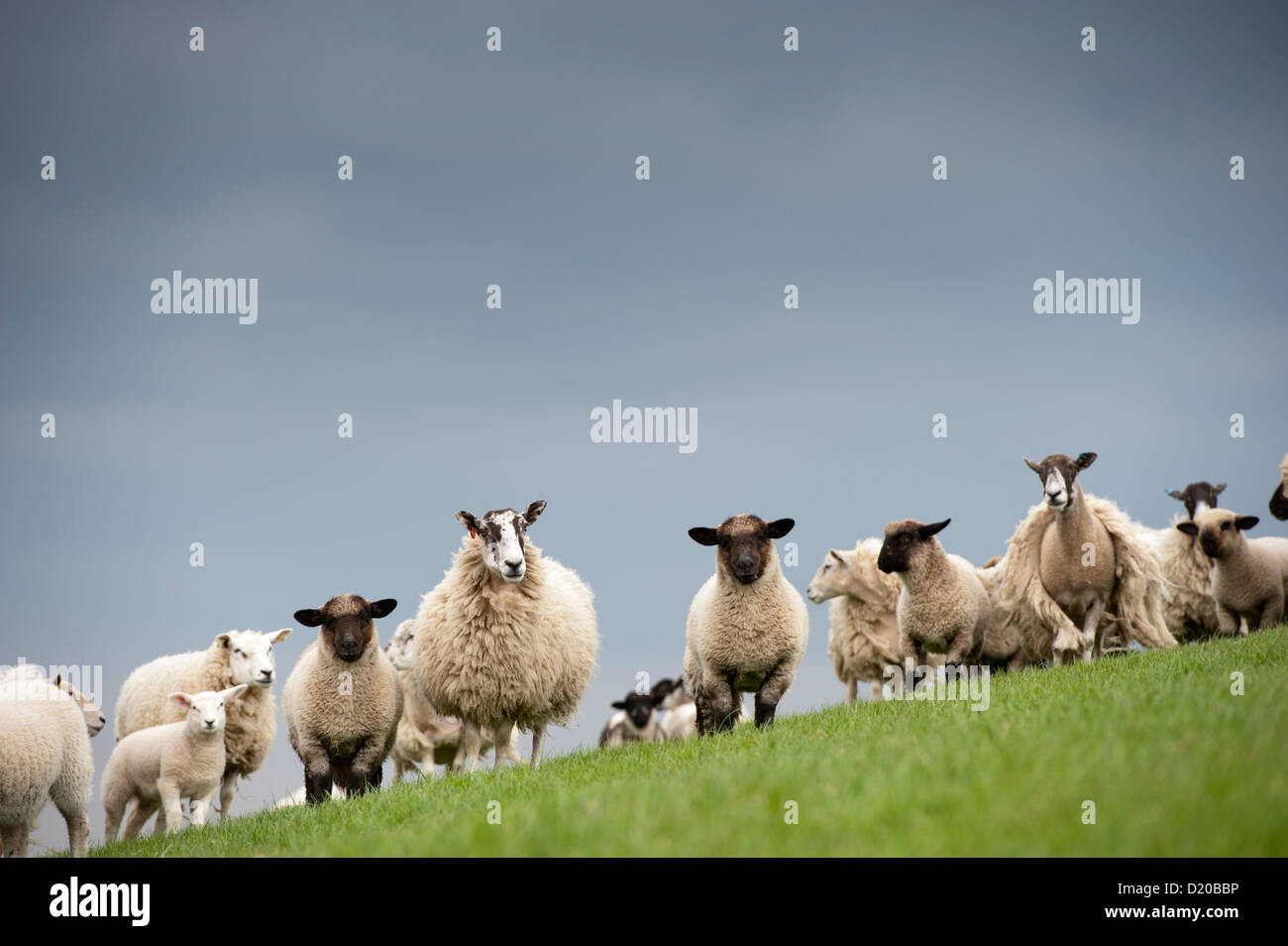 Crossbred sheep with lambs sired by Hampshire Down ram, grazing in ...
