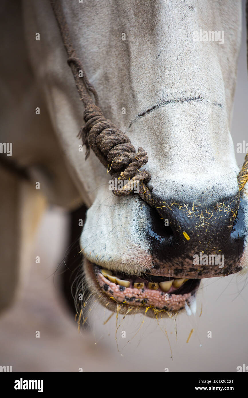 Bull pulling cart hi-res stock photography and images - Alamy