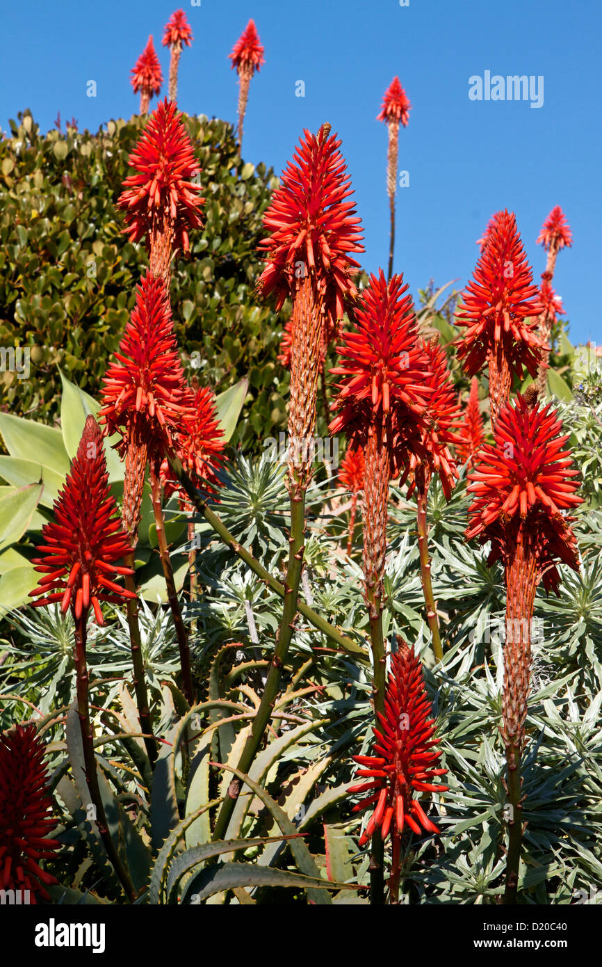 Aloe Vera Flowers Red High Resolution Stock Photography and Images - Alamy