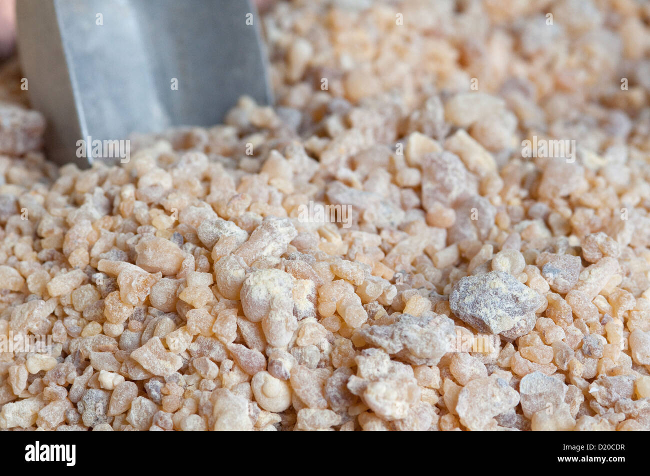 Arabian Peninsula Sultanate Oman Boswellia High Resolution Stock ...