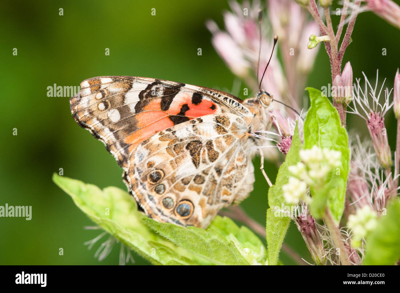 Painted Lady Butterfly Stock Photo - Alamy