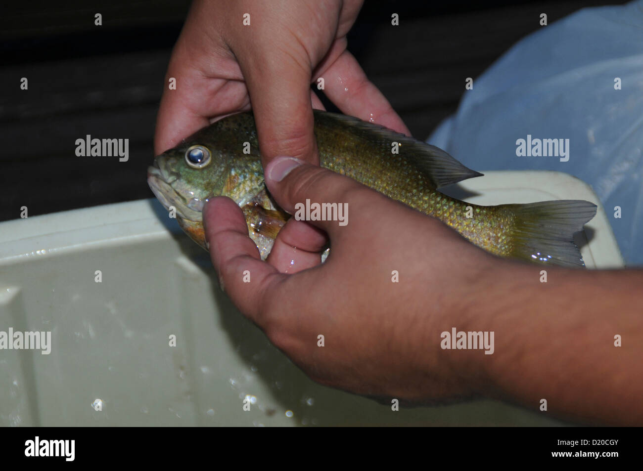 person examining a fish he caught Stock Photo - Alamy