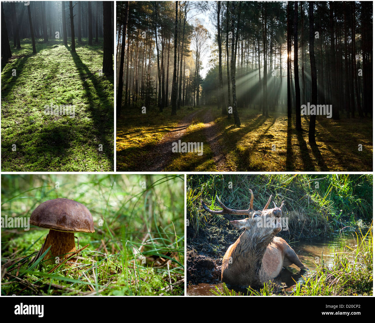 Wild flora and fauna in the forest Stock Photo - Alamy