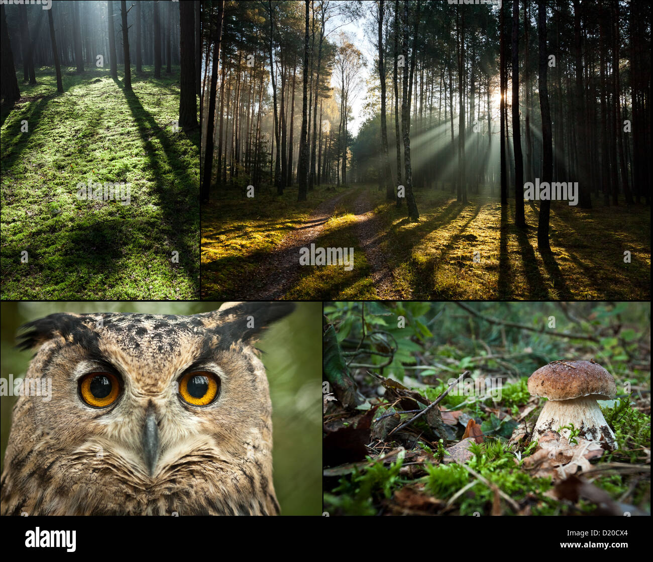 Wildlife in the forest at sunrise Stock Photo - Alamy