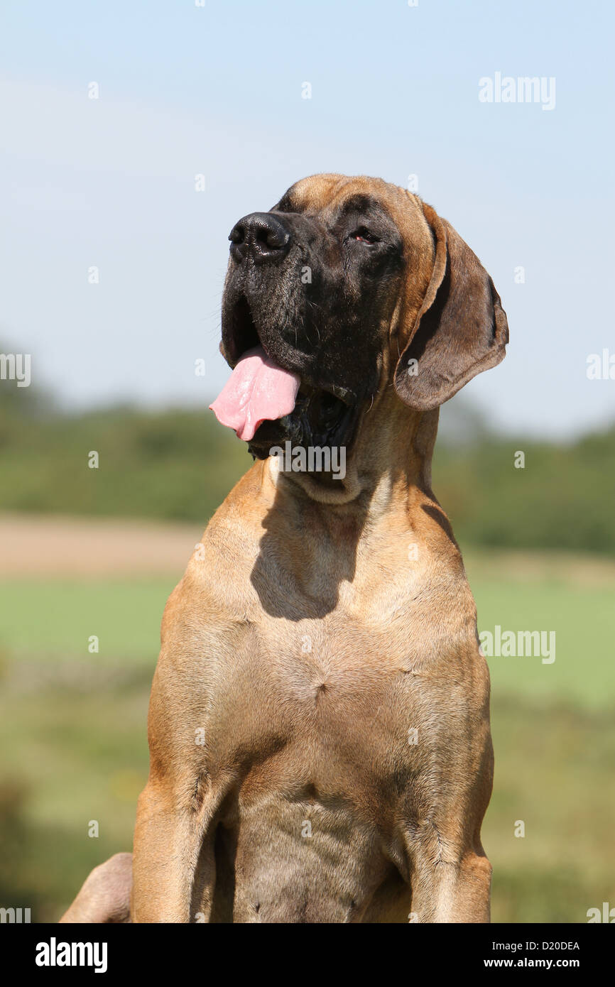 Dog Great Dane / Deutsche Dogge adult fawn portrait profile Stock Photo ...
