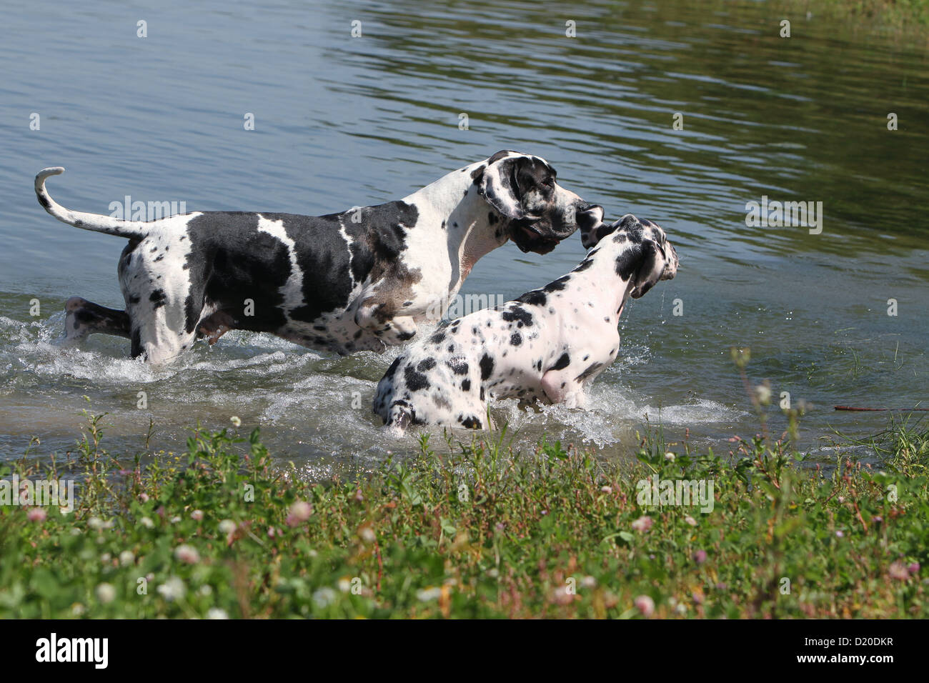 Dog Great Dane / Deutsche Dogge adult and puppy harlequib running in a ...