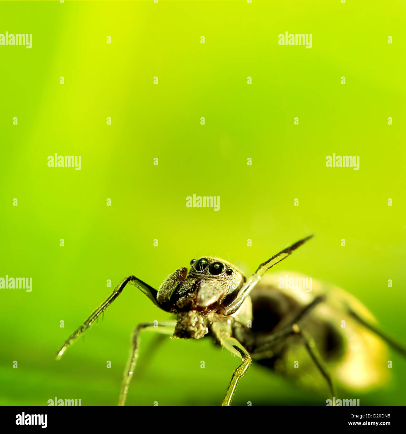 Ant mimic spider hi-res stock photography and images - Alamy
