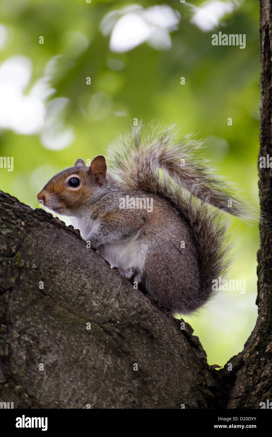 Healthy squirrel sitting on a tree before the blurry background of ...