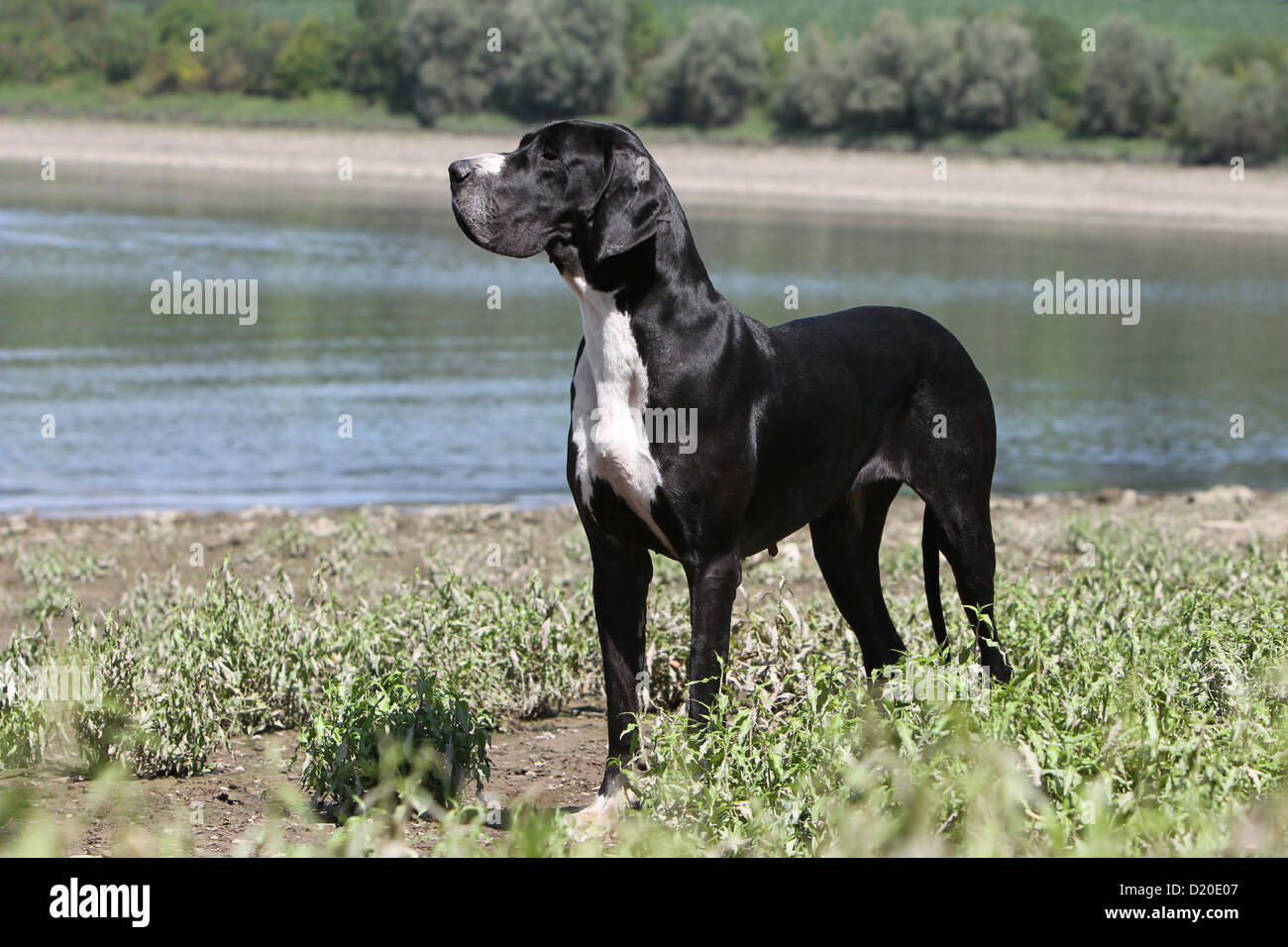 Dog Great Dane / Deutsche Dogge adult black standing the edge of a lake ...