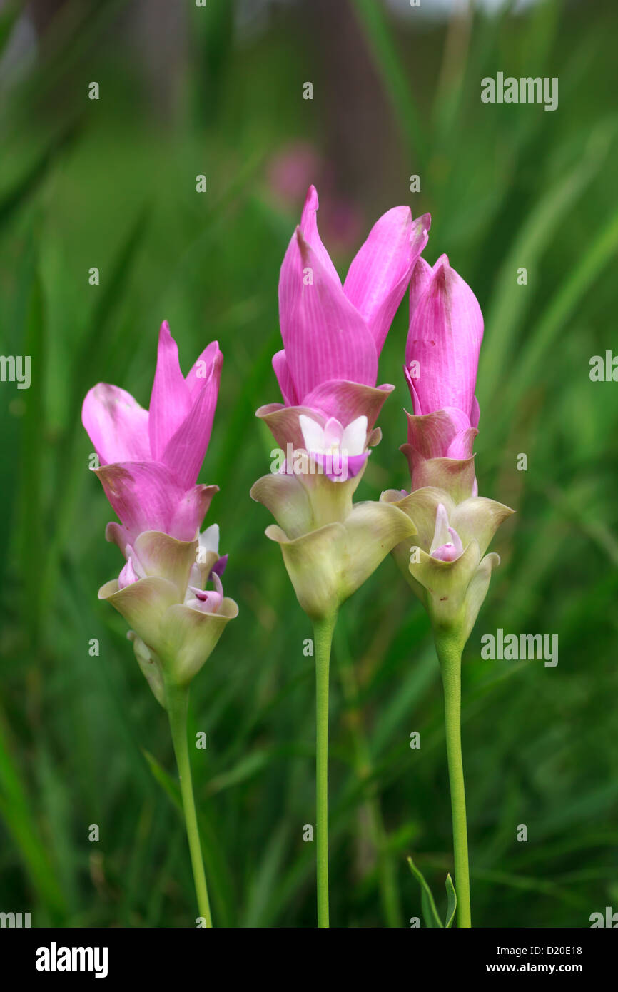 Wild siam tulips blooming in the jungle in Chaiyaphum province ...