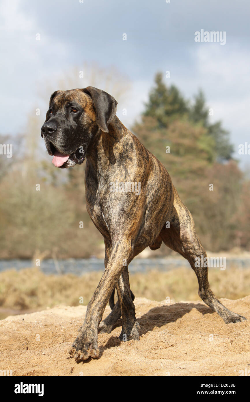 Dog Great Dane / Deutsche Dogge adult running in edge of a river Stock ...