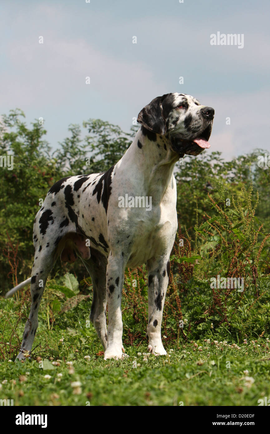 Great dane harlequin standing hi-res stock photography and images - Alamy