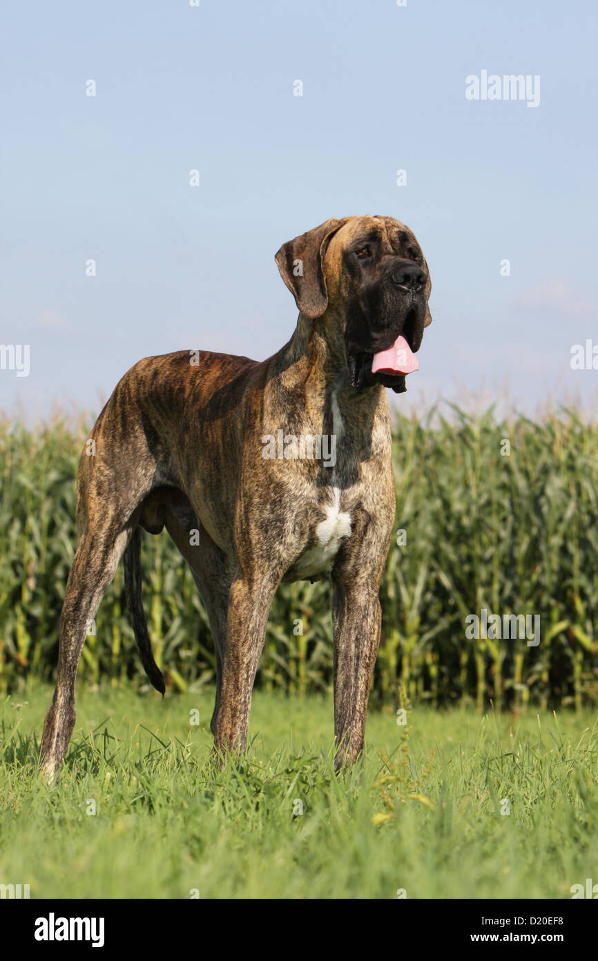 Brindlequin Great Dane