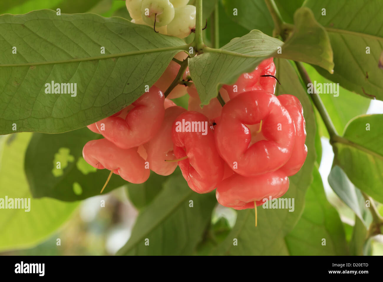 pink of rose apple on tree in garden Stock Photo - Alamy