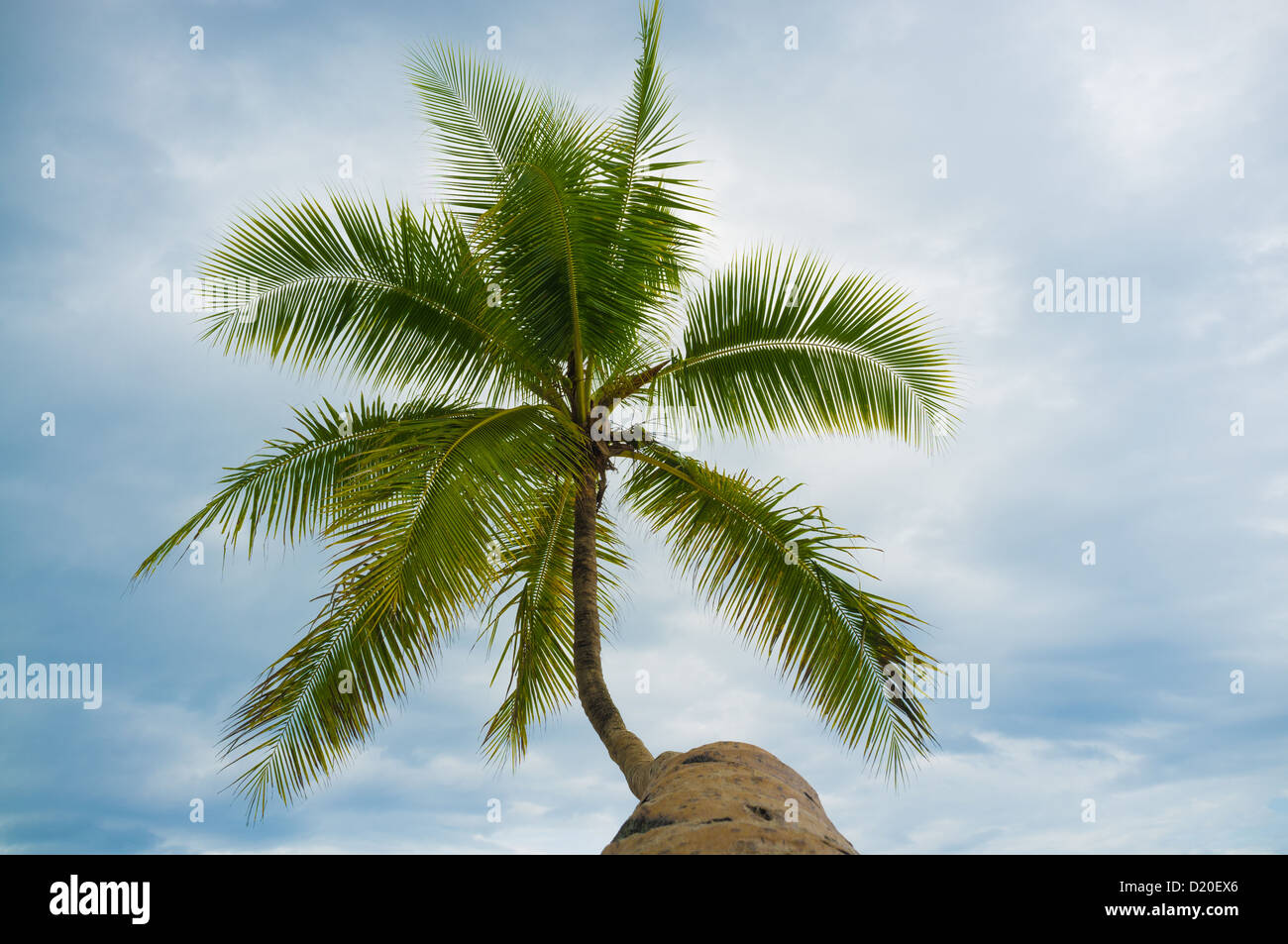 Top of a tropical palm tree Stock Photo - Alamy