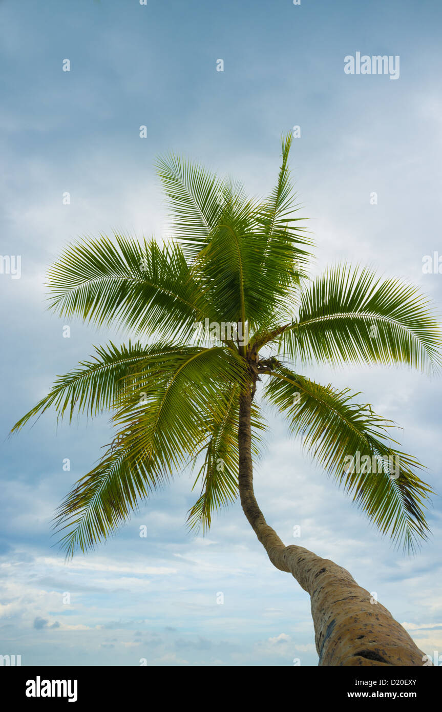 Low angle viewpoint take of a tropical palm tree Stock Photo - Alamy