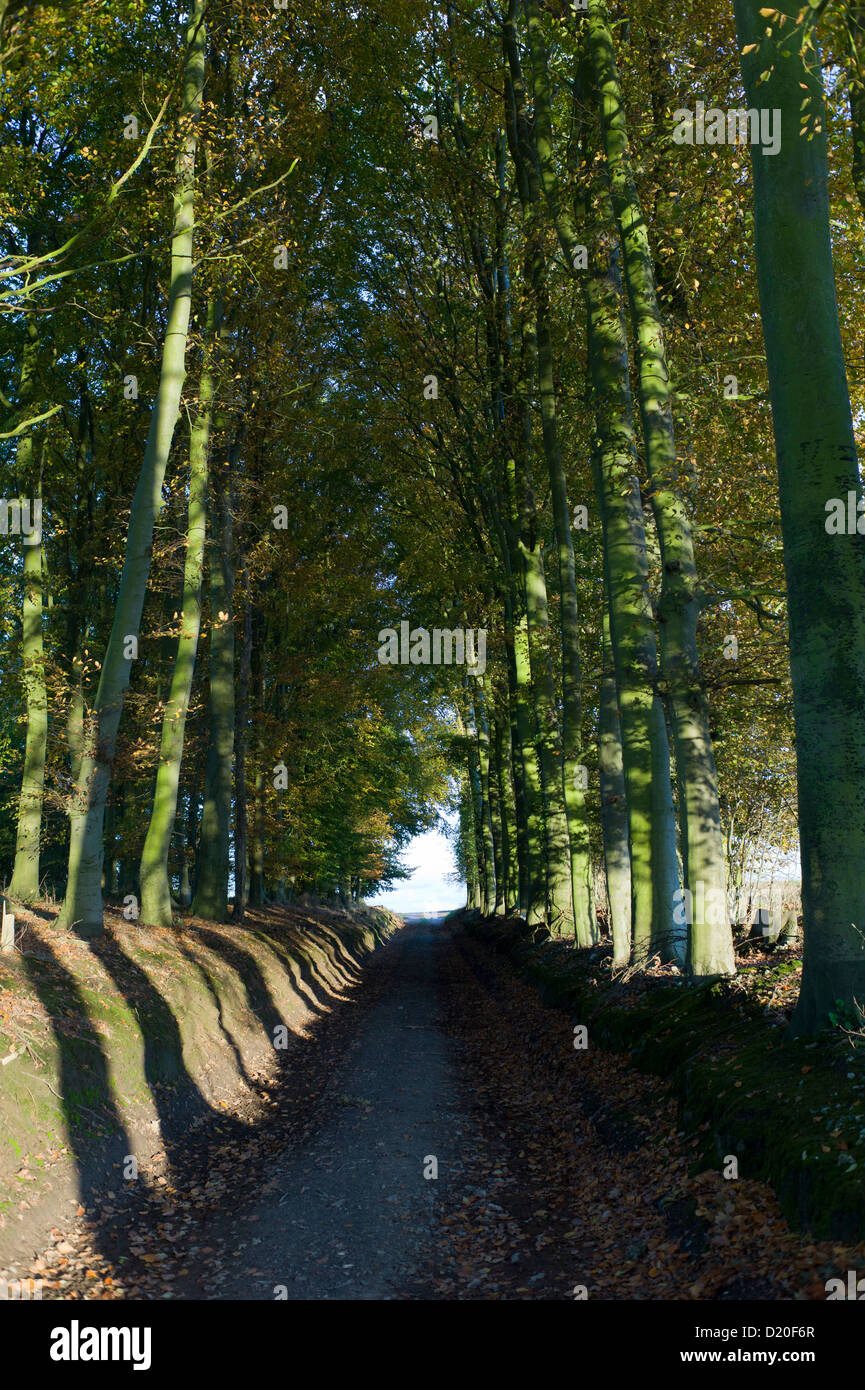 Straight narrow path road track trees hi-res stock photography and ...