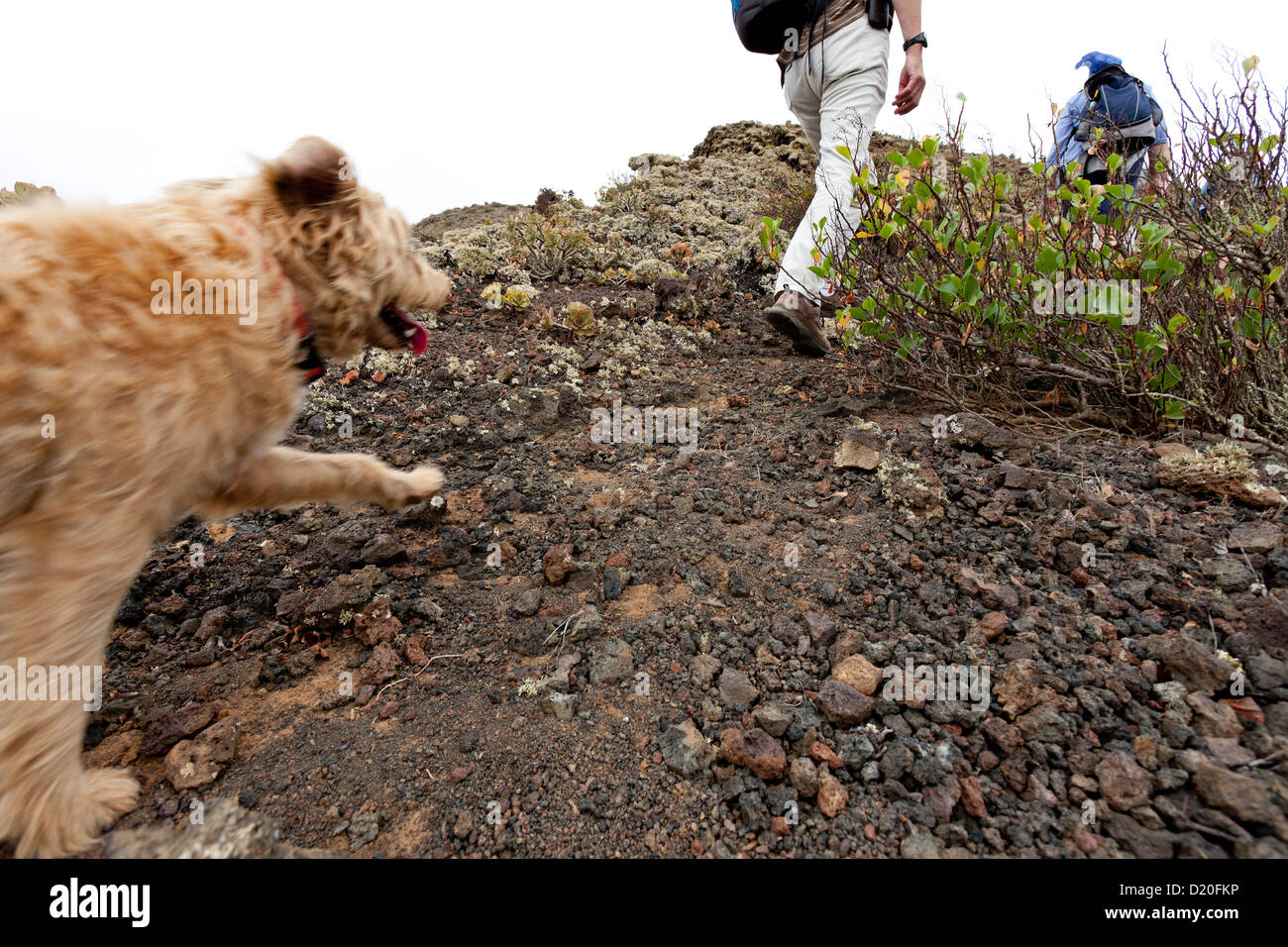 Lanzarote animals hi-res stock photography and images - Alamy