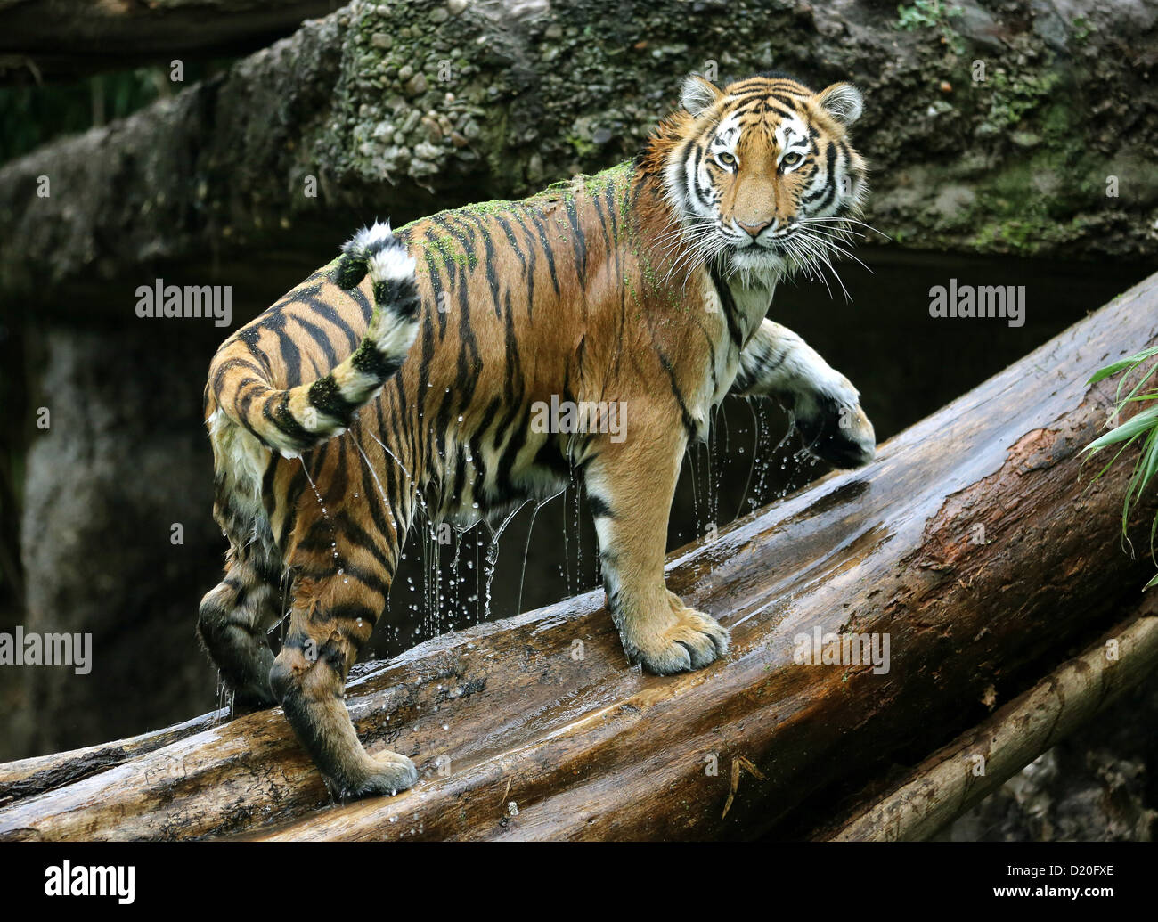 About one and a half year old Siberian tiger Ahimsa is pictured after a ...