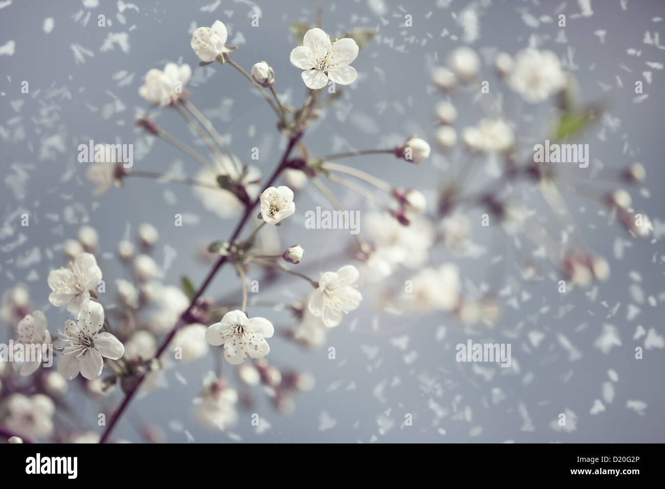 Early Spring. Abstract natural backgrounds with blossom snowy apricot ...