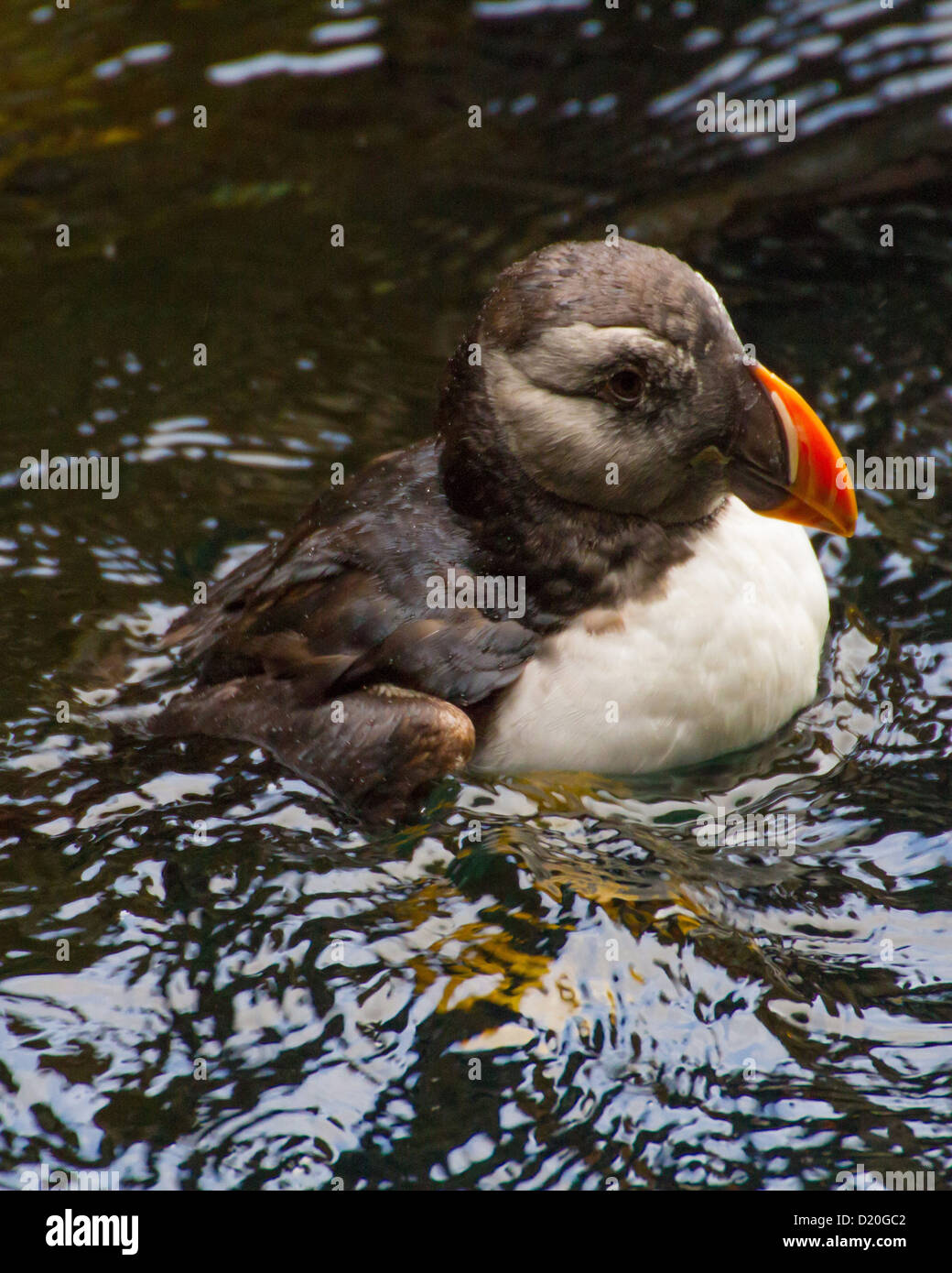 Puffin in water (Fratercula arctica Stock Photo - Alamy