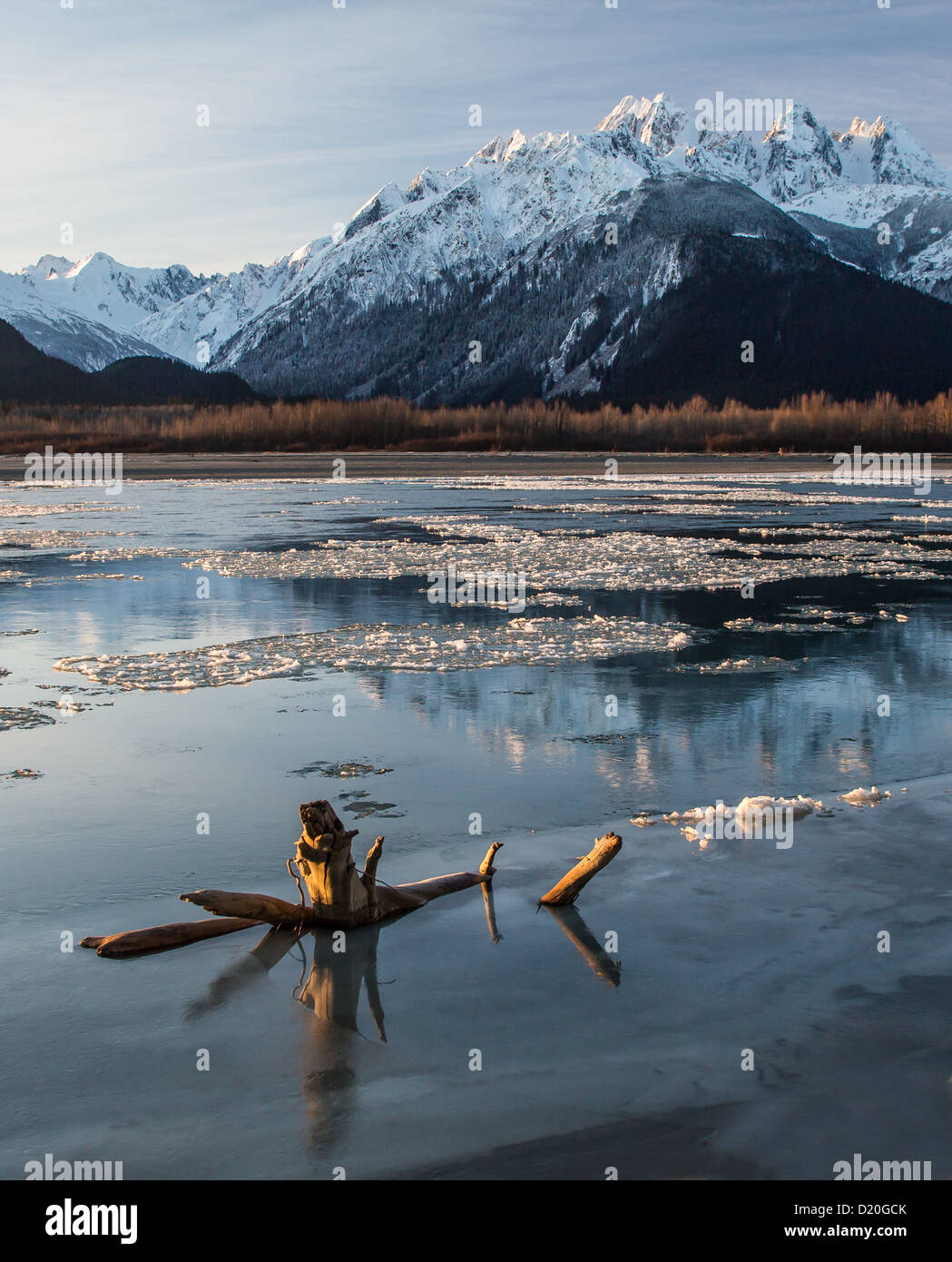Haines alaska and bald eagles hi-res stock photography and images - Alamy